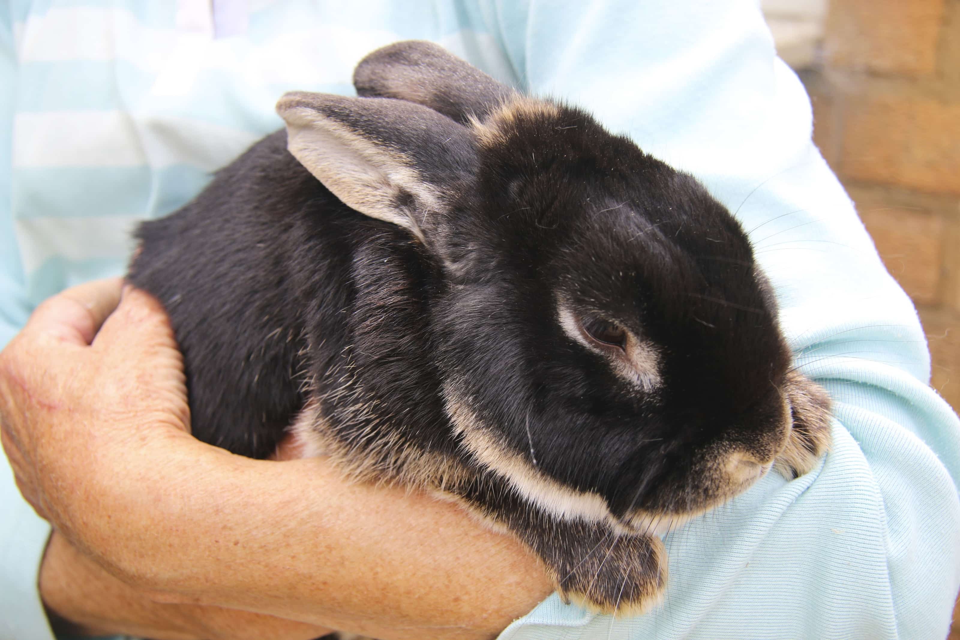 Banbury Animal Rescue and Kindness Service (BARKS)